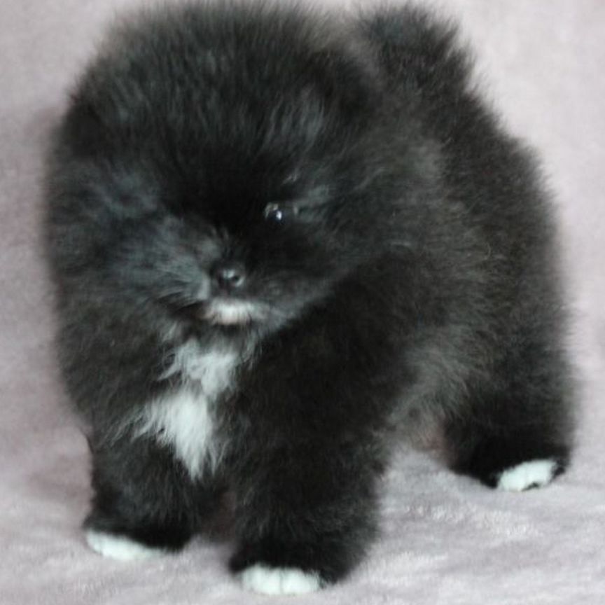 Померанский шпиц, щенок