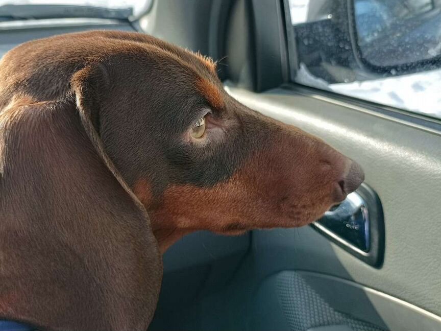 Такса мальчик ищет девочку для приятных встреч