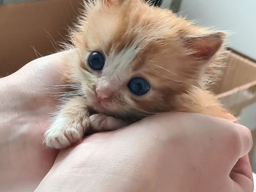 Кошка