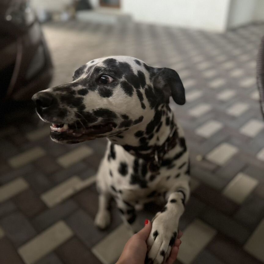 Вязка далматинец