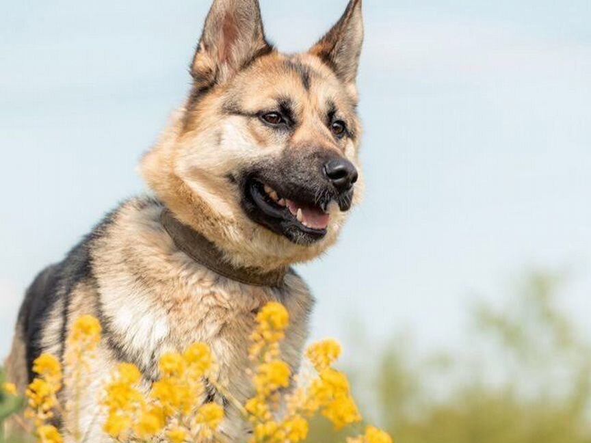 Овчарка из приюта в добрые руки бесплатно