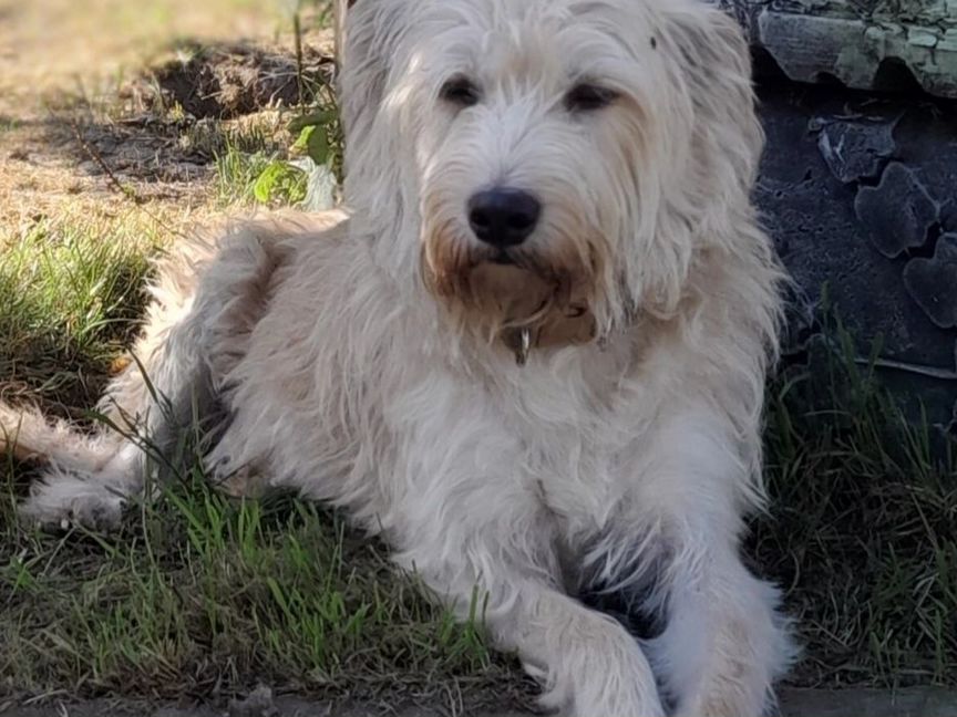 Собака с замечательным характером