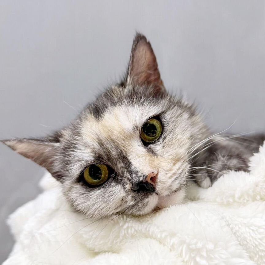 Взрослая кошка в добрые руки