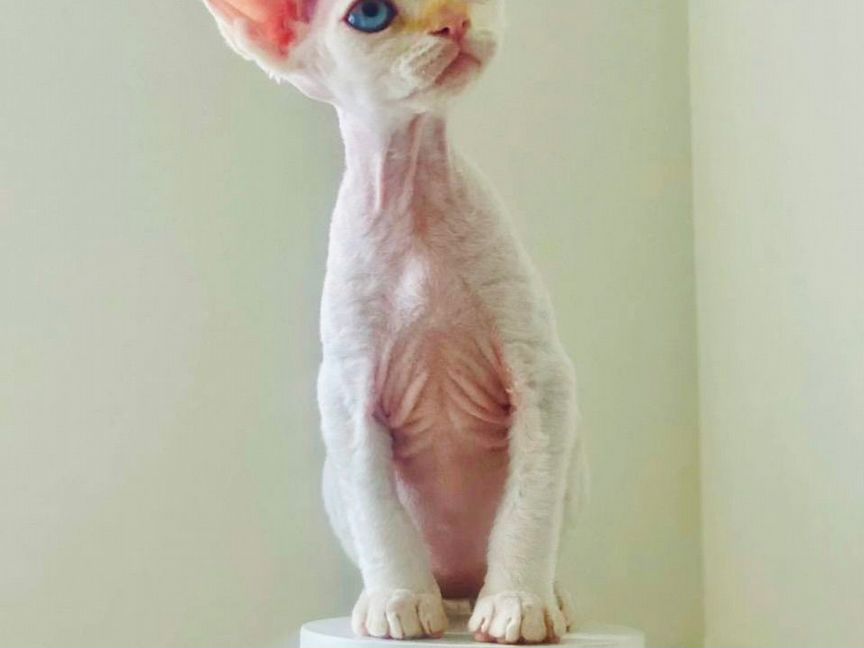 Котята девон-рекс