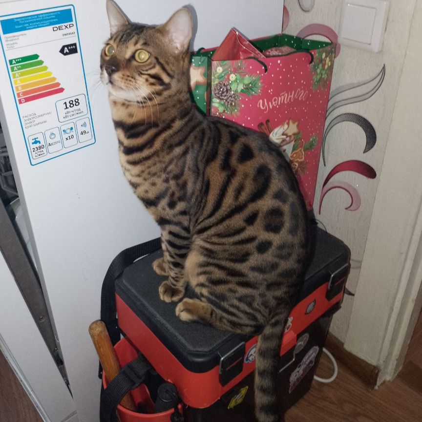 Бенгал мальчик вязка