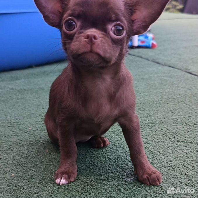 Чихуахуа девочки шоколадки