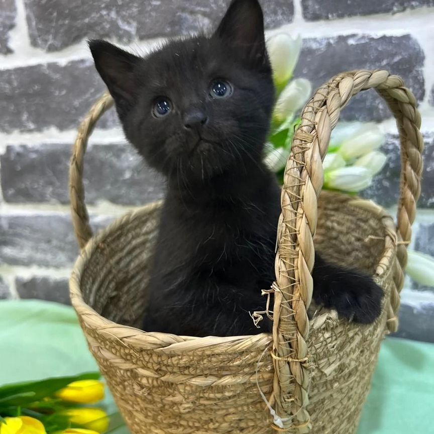 Котята в добрые и ответственные руки