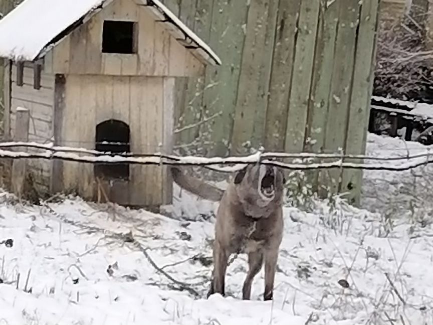 Бультерьер Стаффордширский