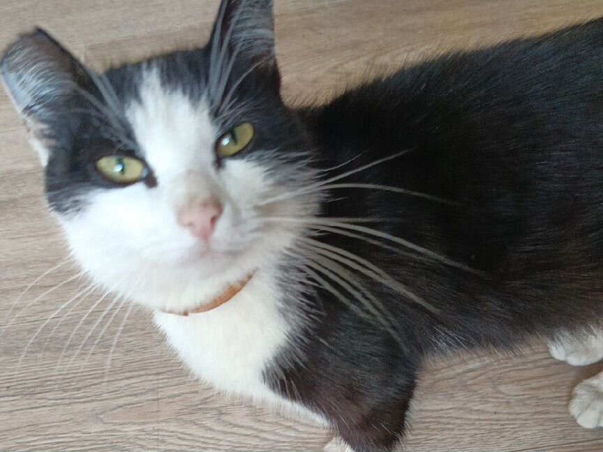 Котята в добрые руки бесплатно