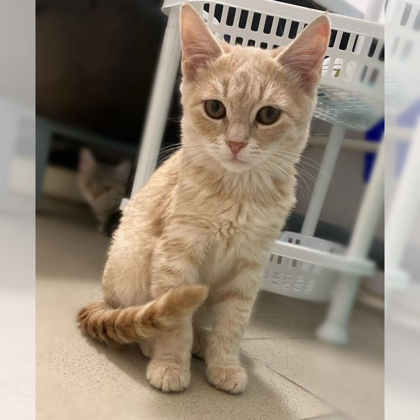 Котенок мальчик персиковый