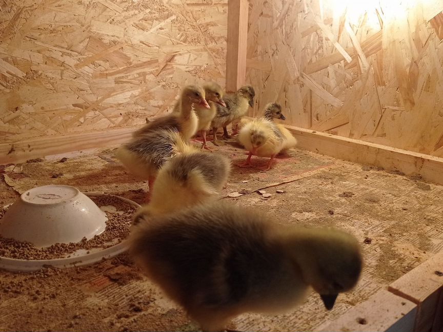 Домашняя птица