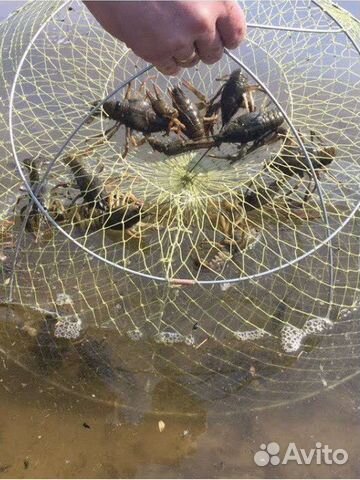 Раколовка Чернильница купить в Воронеже | Хобби и отдых | Авито