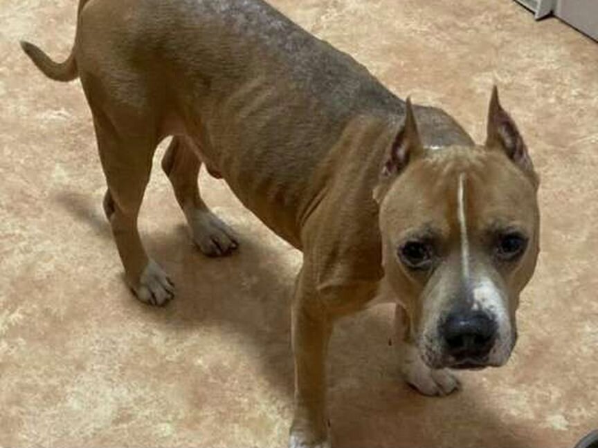 Бультерьер в беде уфа отзовись прошу