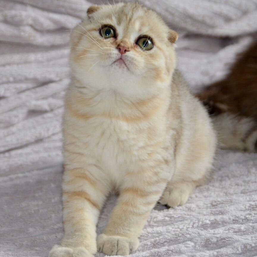Шотландский вислоухий короткошёрстный котёнок