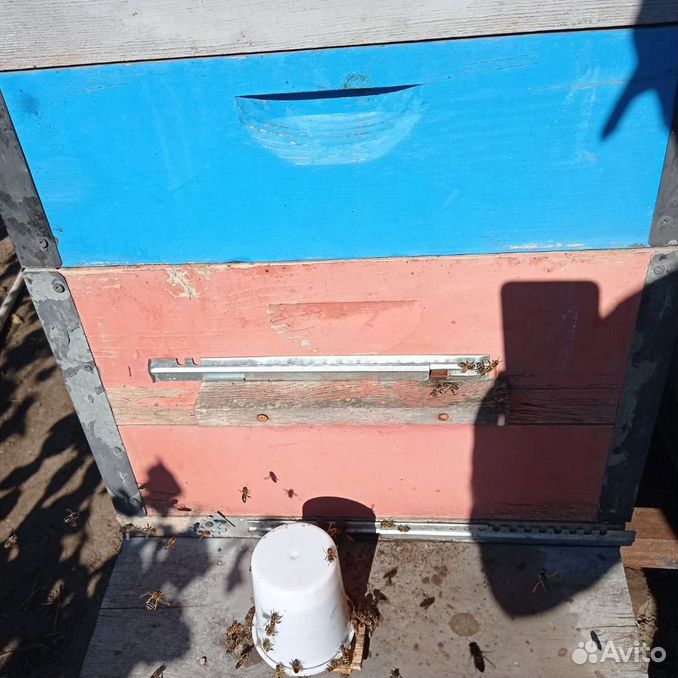 Улики. пчëлы