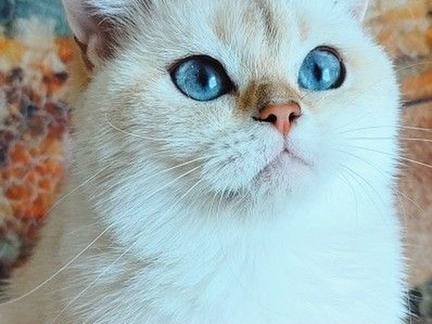 Шотландская золотистая кошка