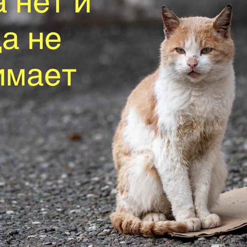 Взрослый кот в добрые руки