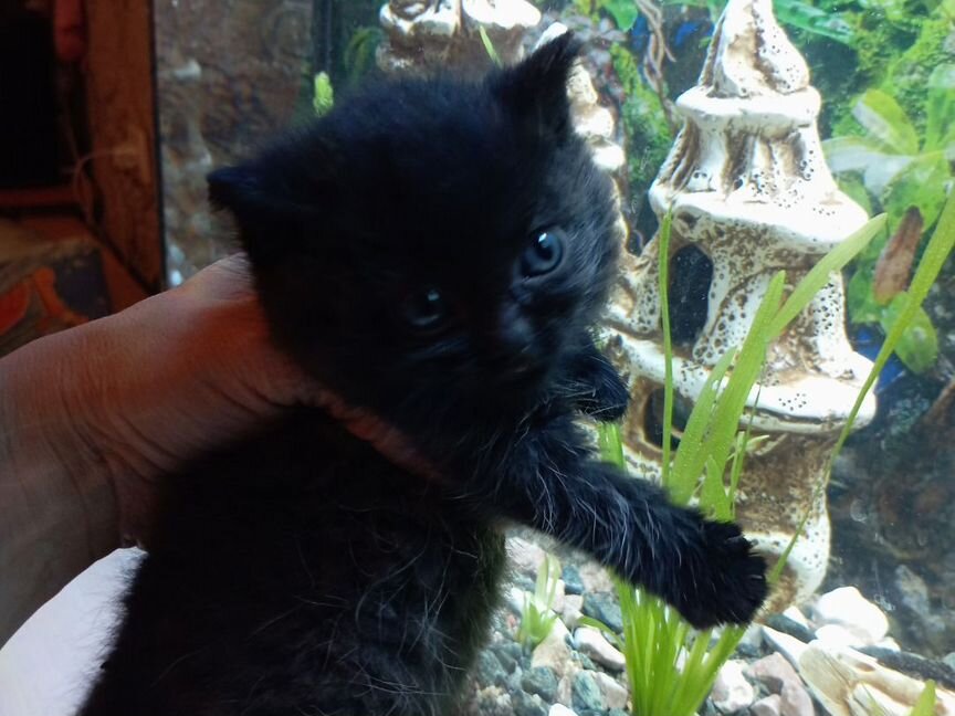 Котëнок 1 мес, девочка