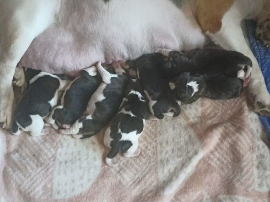 Щеночки Биглюшки