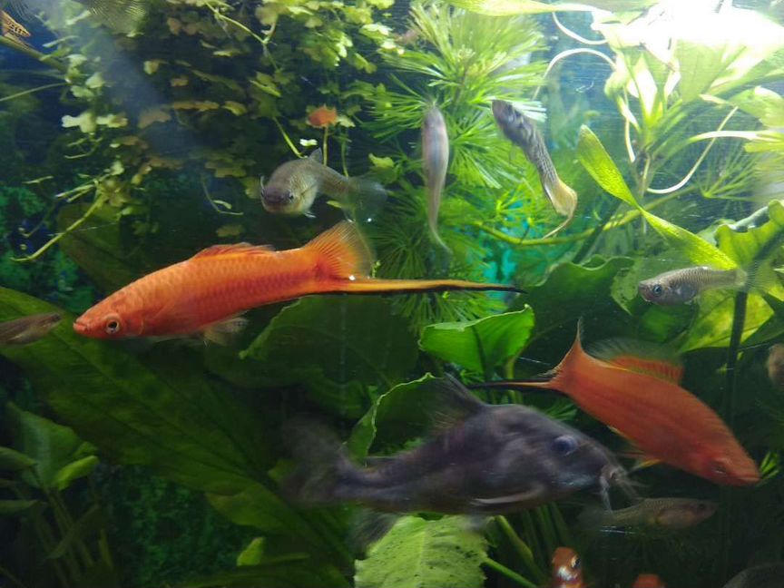 Рыбки меченосцы