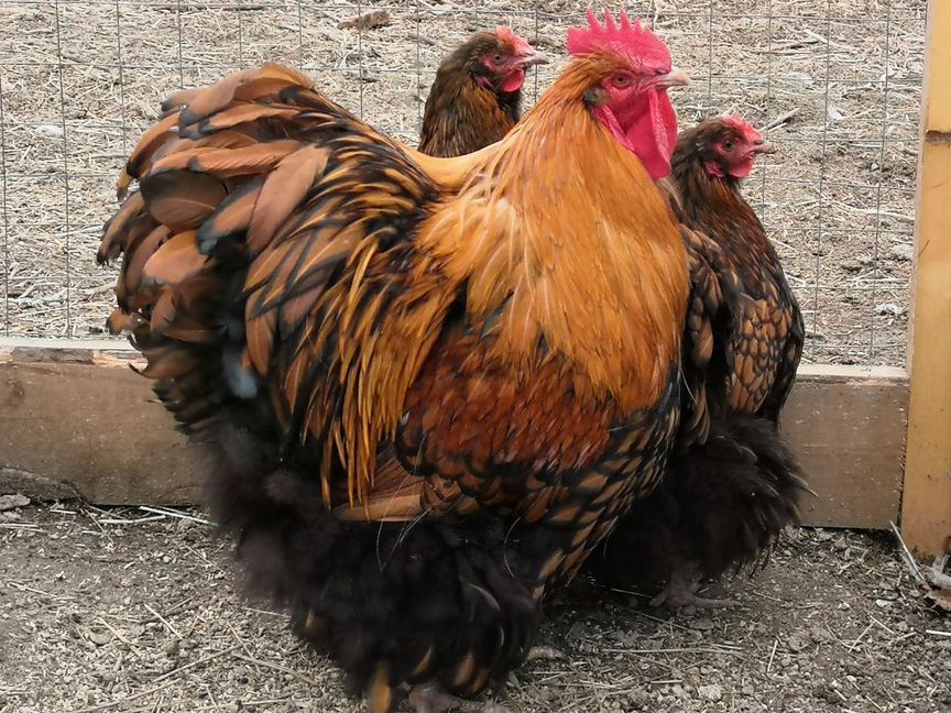 Куры петухи семья