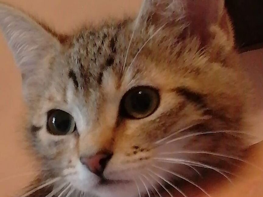 Котенок в добрые руки