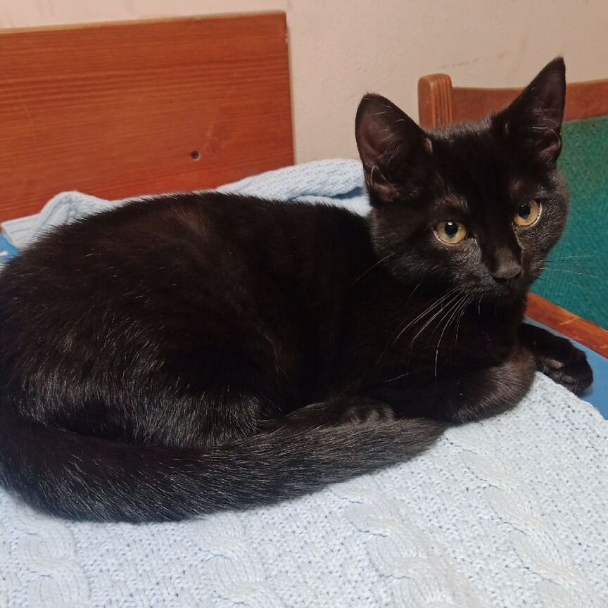 Взрослая кошка в добрые руки