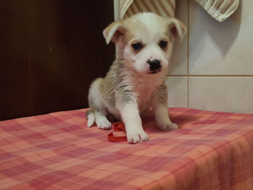 Малыш 1 месяц спасён из отлова