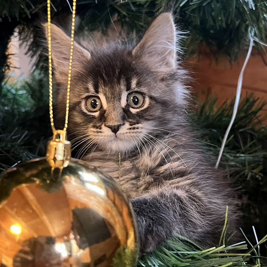 Мейн-кун котёнок