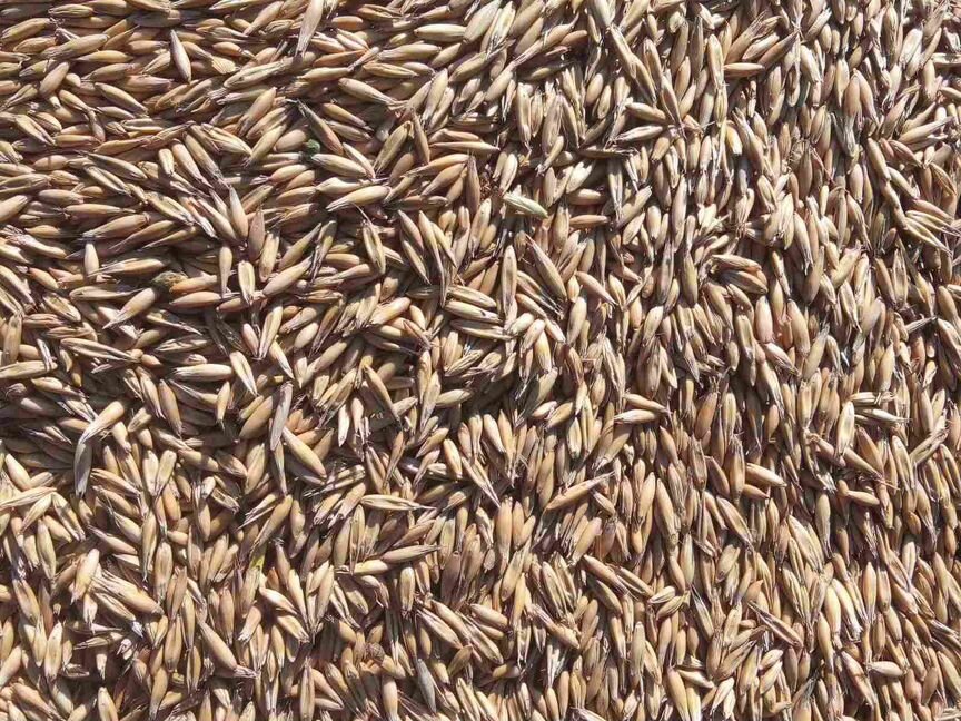 Продаю зерно