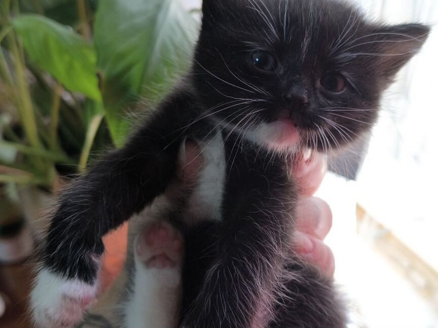 Котёнок девочка