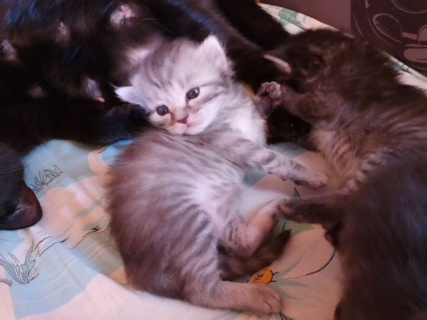 Котята в добрые руки бесплатно
