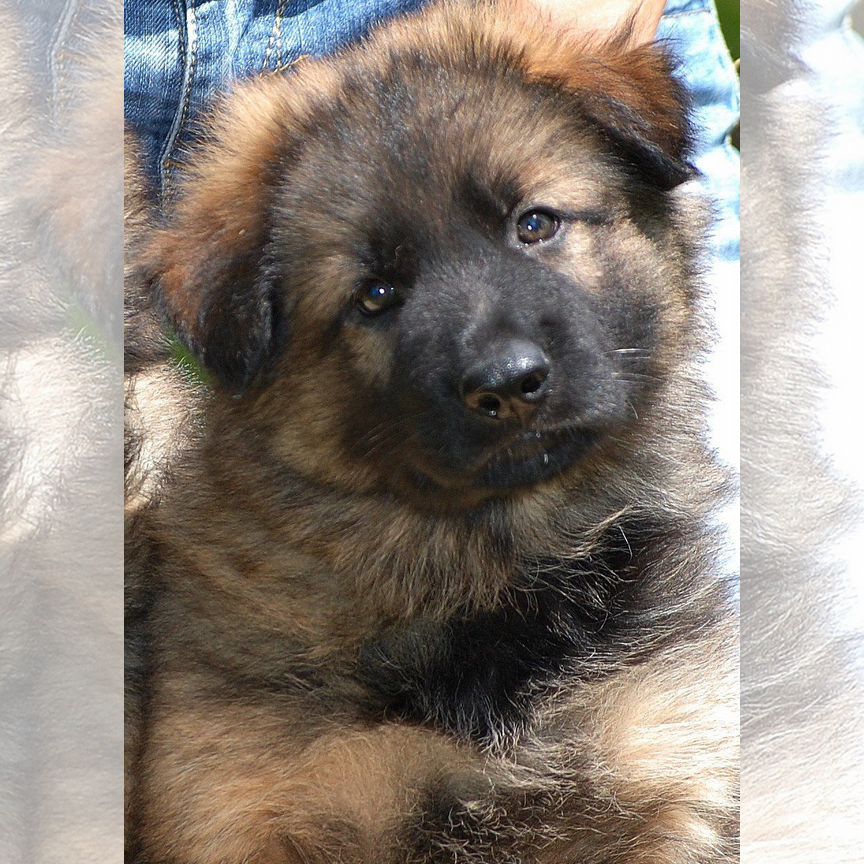 Щенки зонарных немецких овчарок