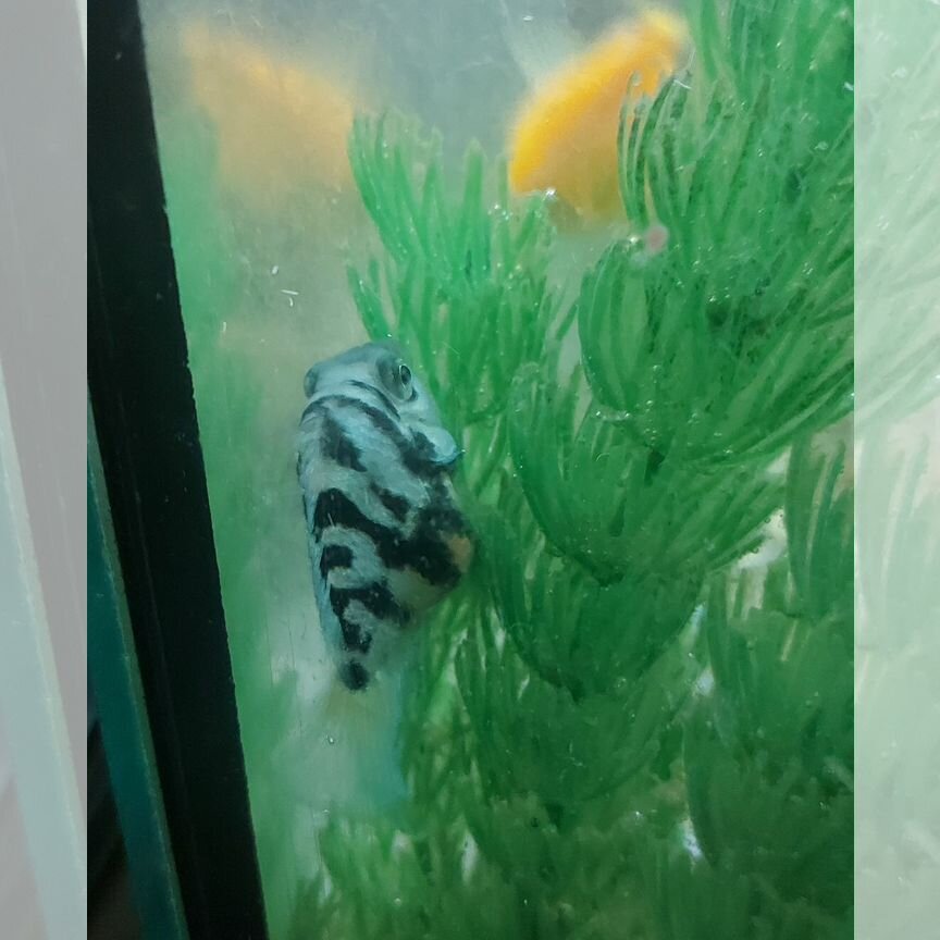 Аквариумные рыбки