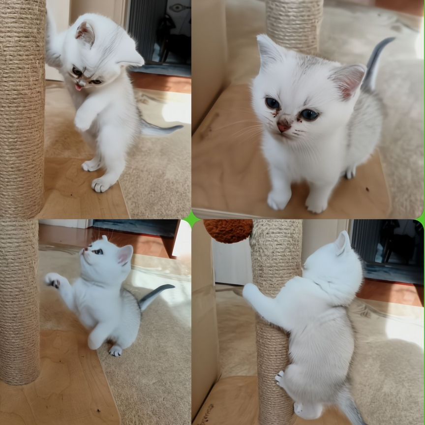 Шотландский прямоухий короткошёрстный котёнок