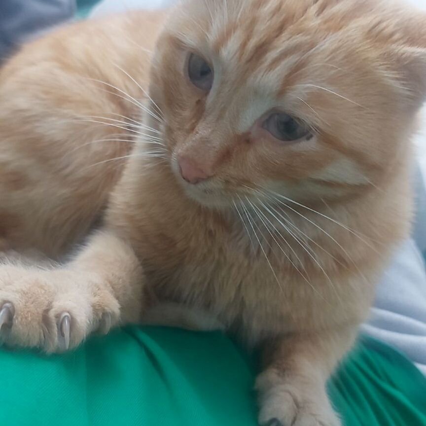 Найден рыжий кот