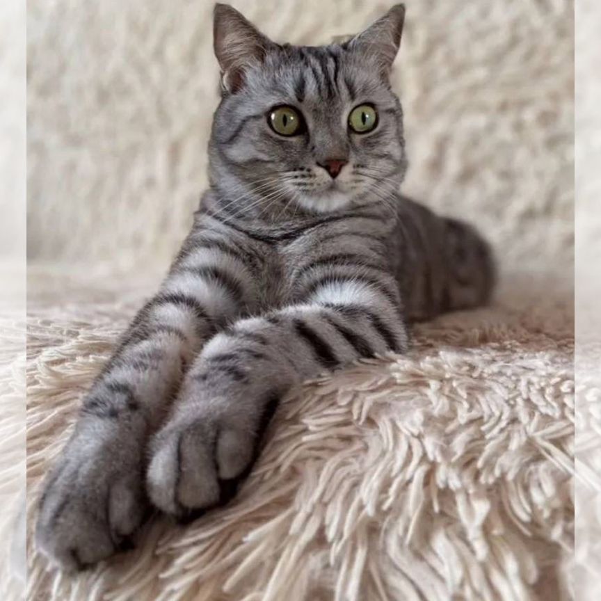 Взрослый кот в добрые руки