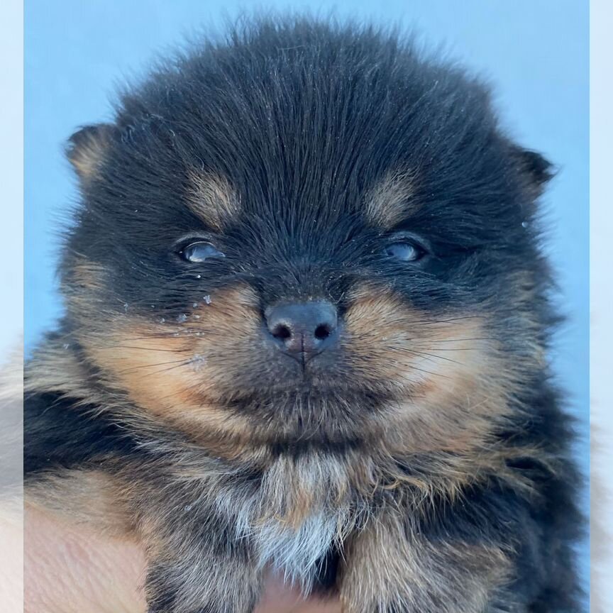 Померанский шпиц, щенок
