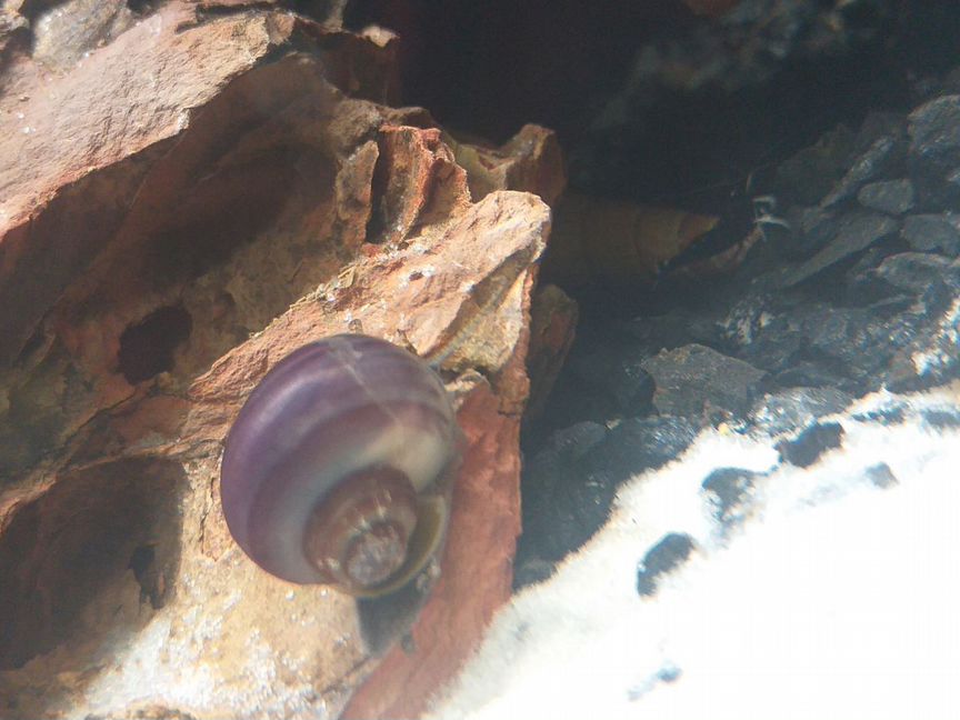 Волшебные ампулярии феи уборки для вашей аквы