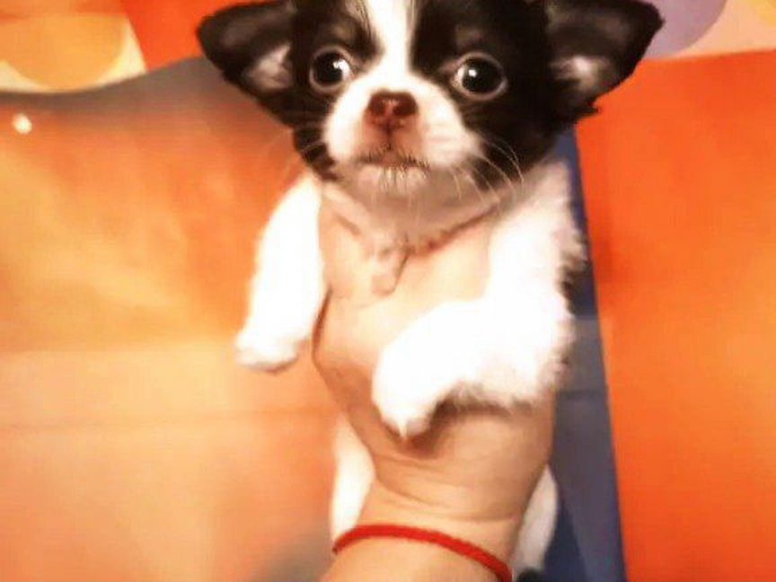 Щенки чихуахуа большой выбор окрасов