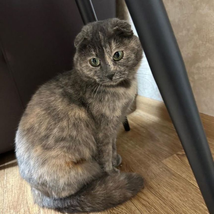 Шотландская вислоухая кошка бесплатно