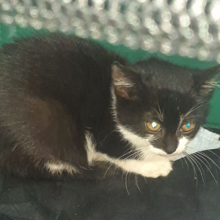 Котята в добрые руки бесплатно девочка