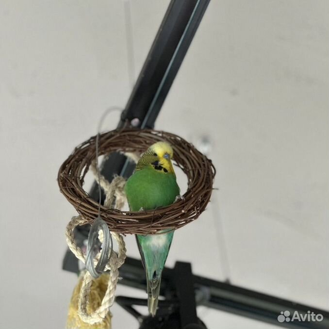 Отдам даром бесплатно