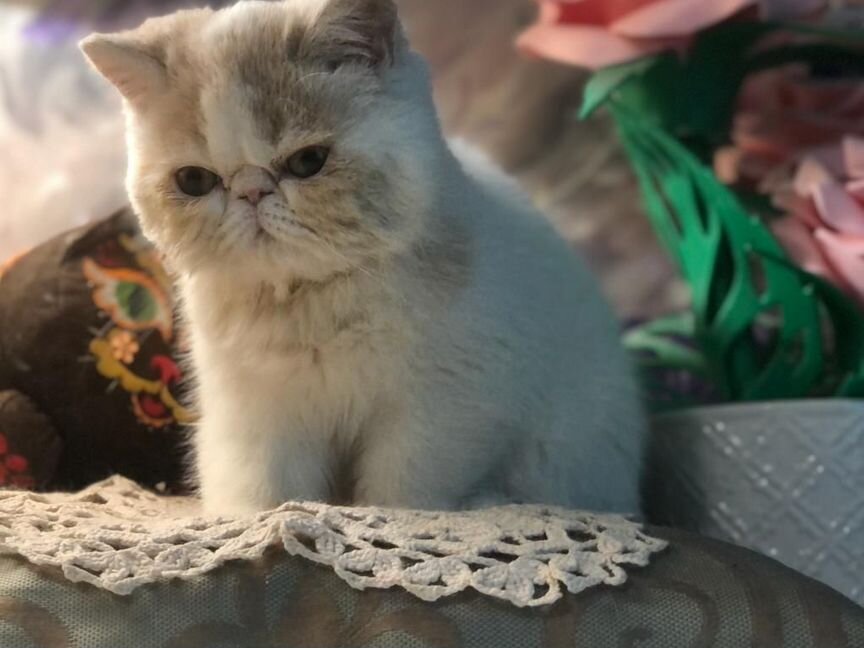 Экзотическая кошка