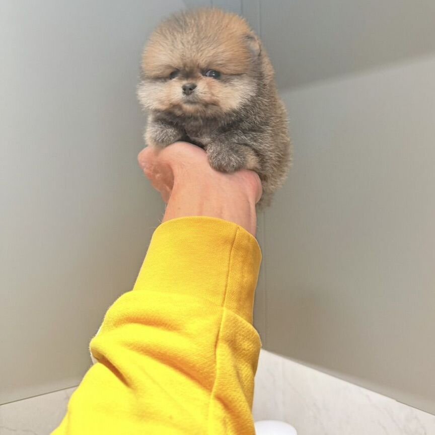 Померанский шпиц мишка
