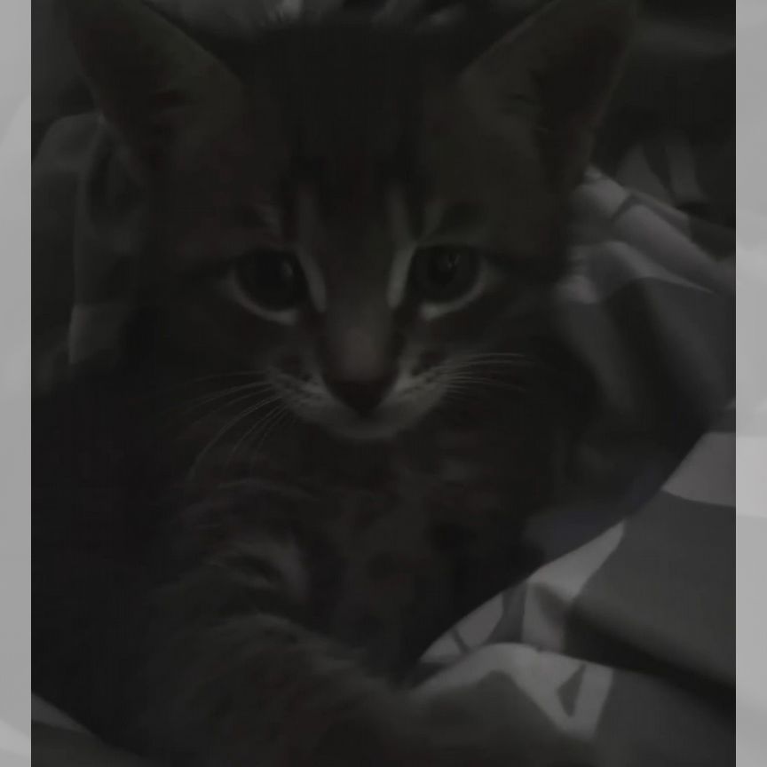 Котёнок в добрые руки