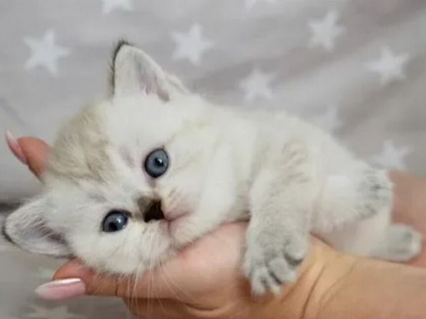 Британский мальчик