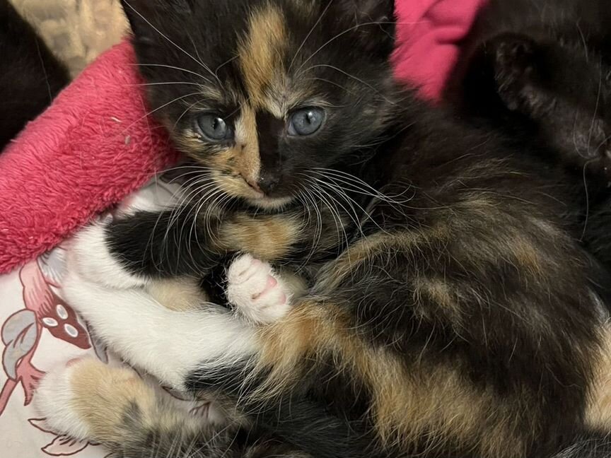 Котятки