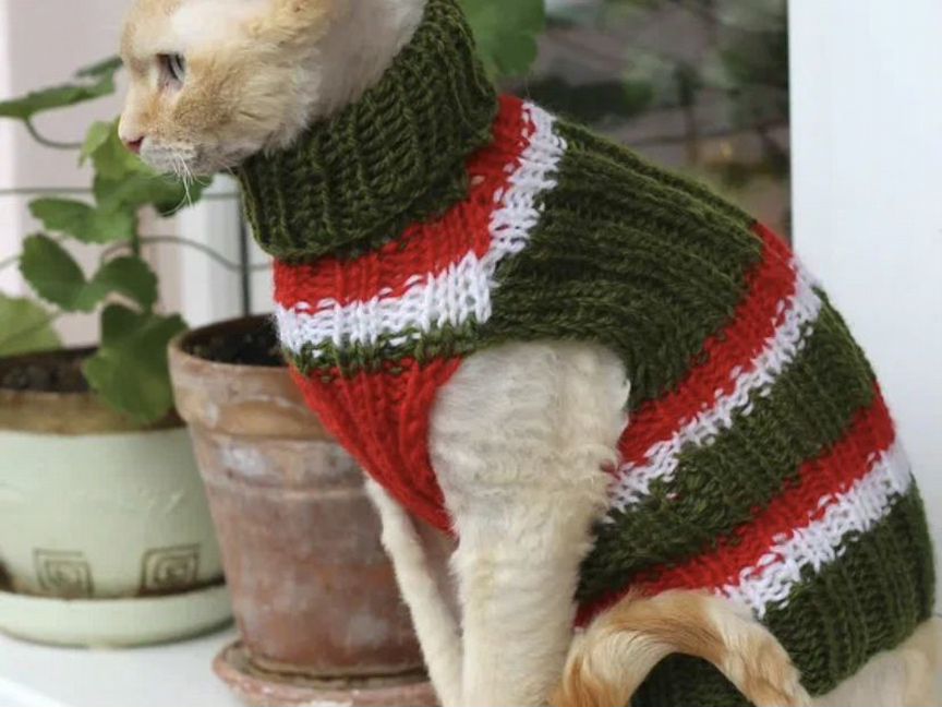 Одежда для котика