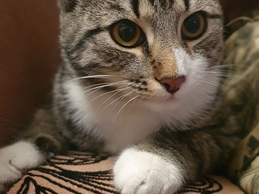 Котенок 6 месяцев